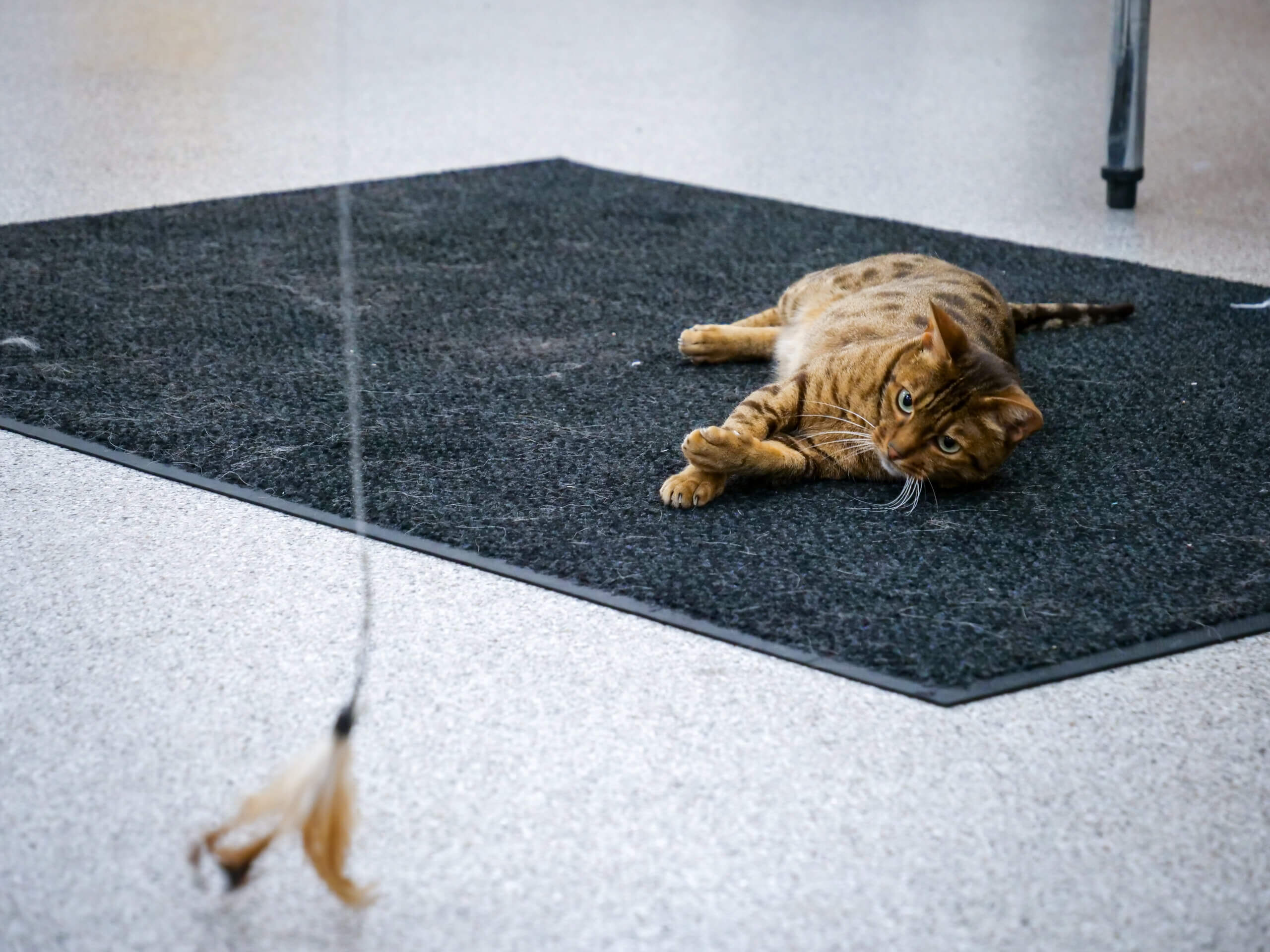 Helpful Videos for Pet Care - Oak Knoll Animal Hospital